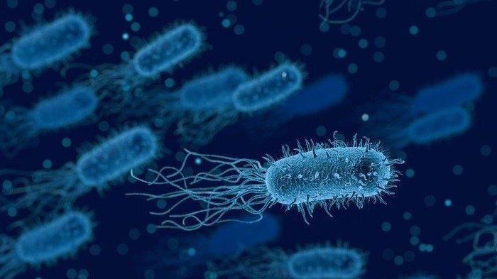 Mengenal Infeksi Salmonella, Bakteri yang Diduga Ada di Kinder ...