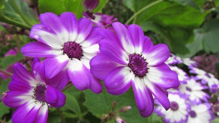 Kulit Sehat dan Bercahaya, Ini 7 Bunga yang Berkhasiat untuk Perawatan ...