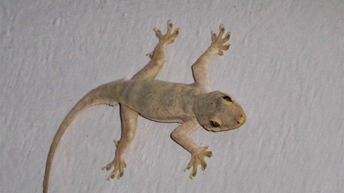 Cara Ampuh Usir Cicak di Rumah, Cukup Pakai 7 Bahan Ini - Serambinews.com