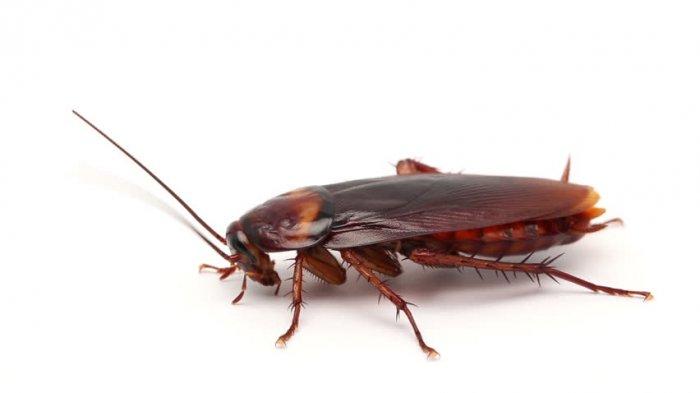 Sejumlah Fakta Unik Tentang Kecoak, Spesies Paling Kuno yang Pintar ...