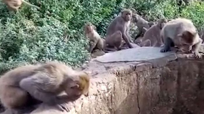 Heboh! Gerombolan Monyet Curi Sampel Darah Pasien Covid-19 dari ...