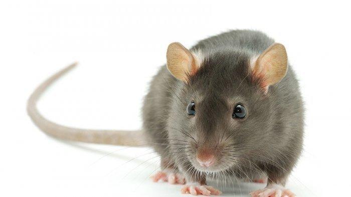 Waspada Tikus di Rumah, Istri Aktor Ini Meninggal Dunia, Ternyata Ini ...