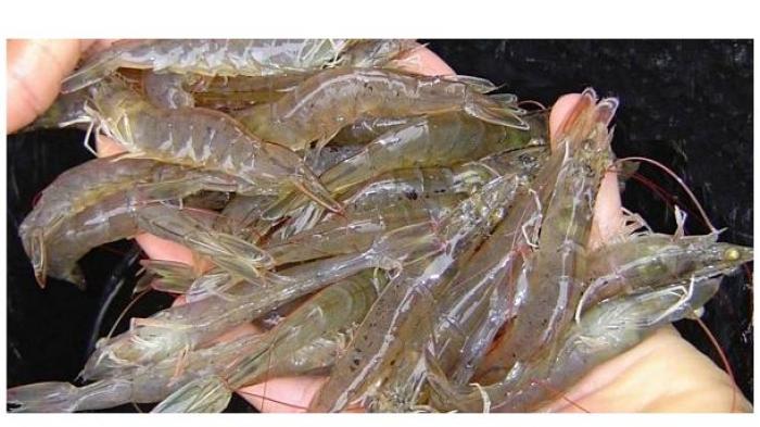 4 Tips Memilih Udang yang Masih Segar di Pasar - Serambinews.com
