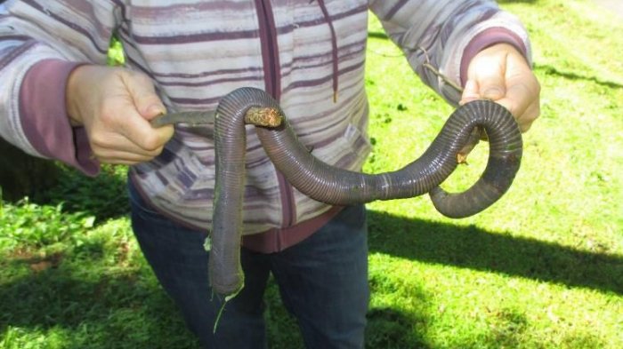 Cacing Raksasa Berukuran 1 Meter Ditemukan, Begini Penampakannya ...