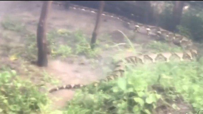 Viral Video Ular Piton Raksasa di Kalimantan Selatan, Kepala Desa Sebut ...