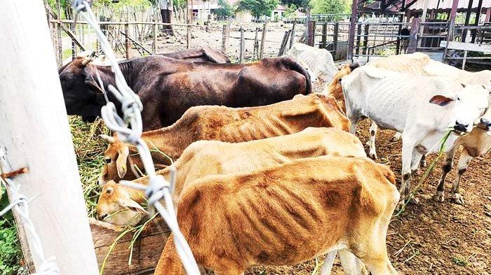 Ratusan Sapi Milik Provinsi Kurus Kering - Serambinews.com