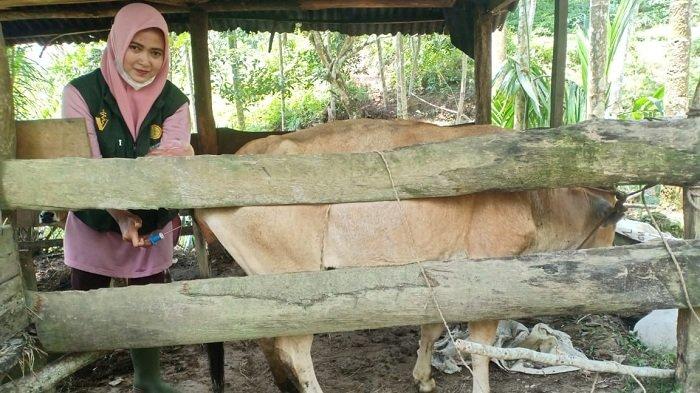 8 Ribu Induk Sapi di Aceh Tamiang Ditargetkan Kawin Suntik ...