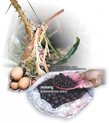 Jernang Diburu, Maut Mengintai - Serambinews.com