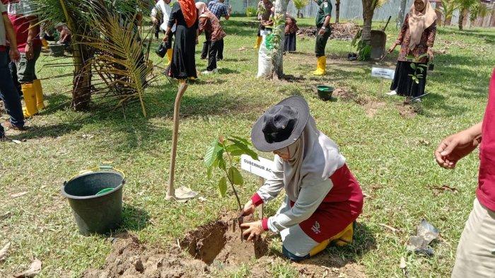 Distanbun Aceh Tingkatkan Produktivitas Tanaman Kakao dengan Sistem ...