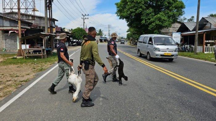 Satpol PP Aceh Jaya Kembali Jaring Ternak Berkeliaran di Jalan Raya, Kali Ini 20 Kambing di 5 ...