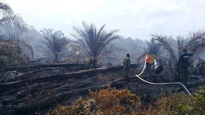 Kebakaran Hutan di Aceh Barat Beberapa Hari Terakhir Capai 50 Hektare ...