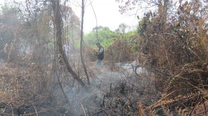 Kebakaran Hutan dan Lahan di Aceh Barat Sudah Padam, Tapi Masih Butuh ...