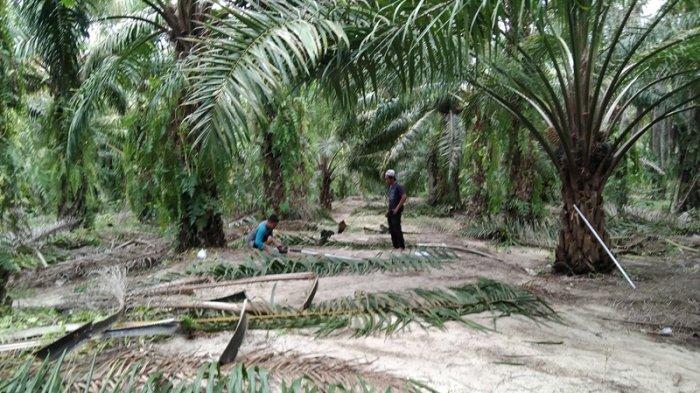 Ini Tiga Potensi Unggulan Aceh Singkil Berpeluang Bagi Investor - Serambinews.com