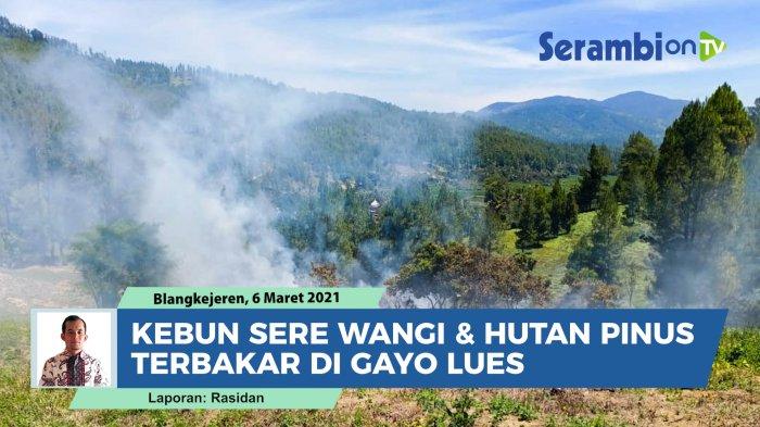 VIDEO Kebun Sere Wangi dan Hutan Pinus Terbakar di Gayo Lues, Dua Mobil ...