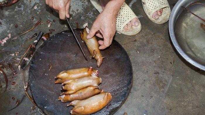 Daging Tikus Menjadi Makanan Populer di Negara Ini, Termasuk Hidangan ...