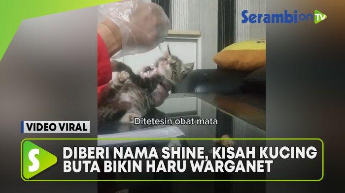 VIDEO - Kisah Kucing Buta Sejak Lahir tak Miliki Kedua Bola Mata Bikin ...