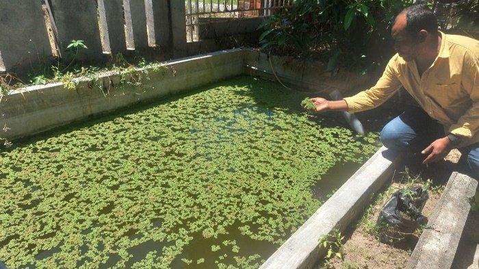 Melihat Budidaya Maggot, Azolla, Cacing Tanah dan Biogas di Cot Jrat ...