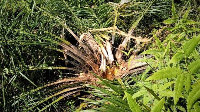 Gangguan Gajah Liar belum Mereda, Rumah Warga Nagan Raya Dirusak ...