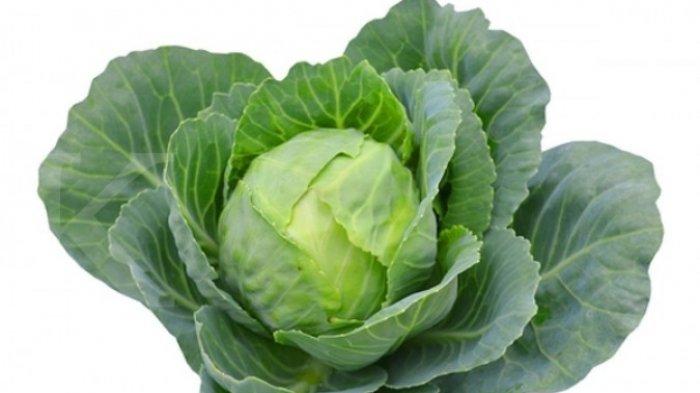 Ini Manfaat Kubis Untuk Kesehatan, Menjaga Jantung Sehat Hingga Cegah ...