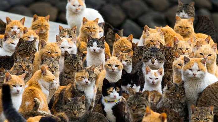 Benarkah Kucing Punya 9 Nyawa? Ini Penjelasannya - Serambinews.com