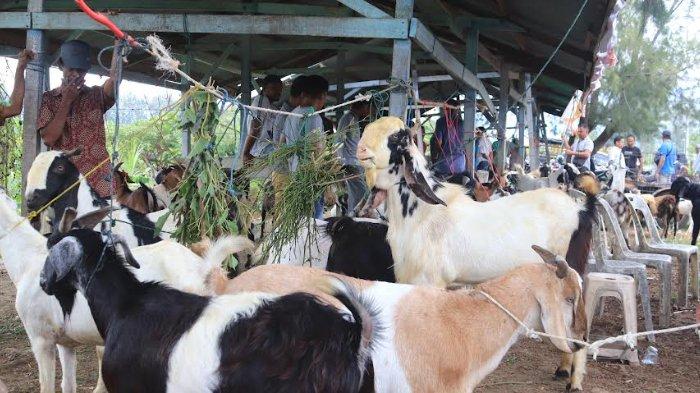 Syarat Kelayakan Hewan Kurban, Penjelasan 1 Kambing Bisa untuk Berapa Orang - Serambinews.com