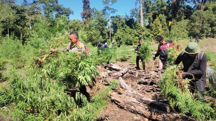 Ladang Ganja 32 Hektar Ditaksir Rp 14 Miliar Dimusnahkan, Pemilik Lari ...