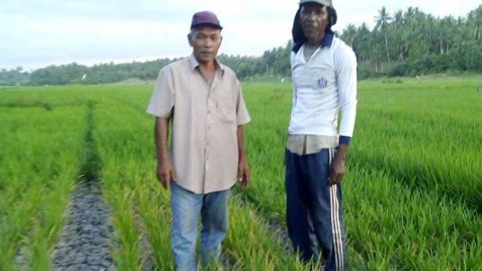 Puluhan Hektare Sawah di Paya Beunot Kekeringan - Serambinews.com