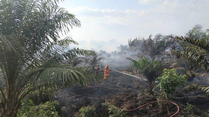 Lahan Kelapa Sawit di Kuala Batee Rawan Terbakar, Selama Dua Hari ...