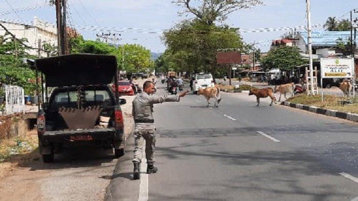Satpol PP Aceh Besar Tertibkan Pengemis dan Ternak Berkeliaran - Serambinews.com