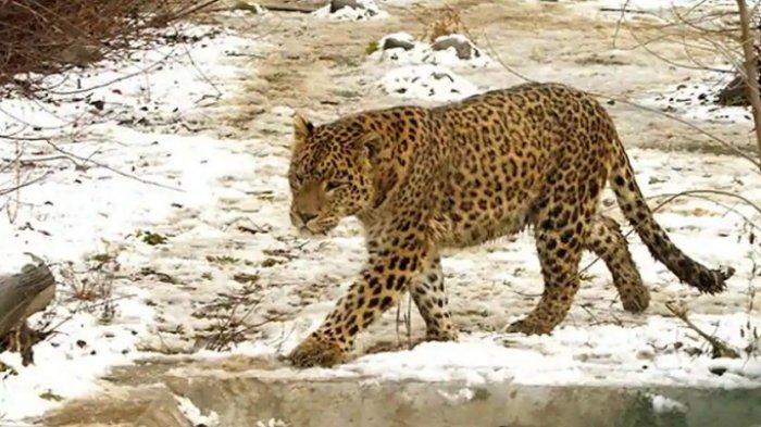 Warga India Kuliti dan Makan Macan Tutul - Serambinews.com