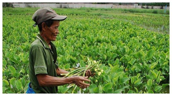 Manfaat Sayur Genjer untuk Kesehatan yang Selama Ini Sering Diabaikan ...