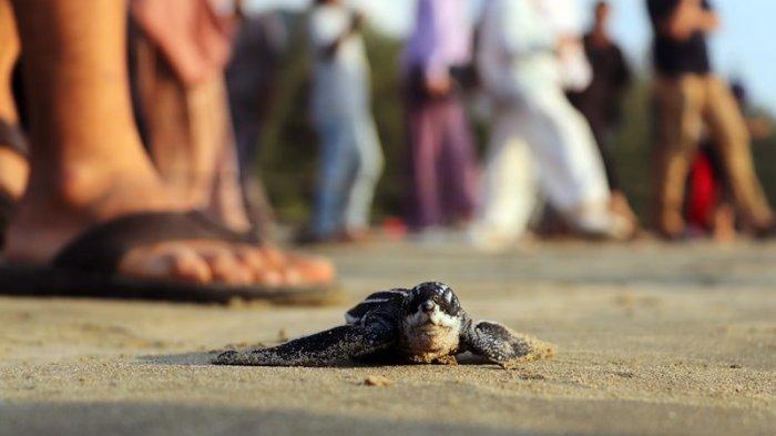 75 Ekor Bayi Penyu Dilepasliarkan di Pantai Lhoknga, Aceh Besar ...