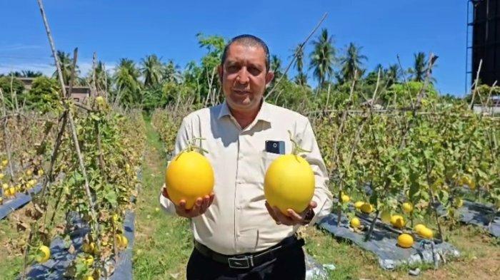 Berita melon golden Terbaru Hari Ini - Serambinews.com