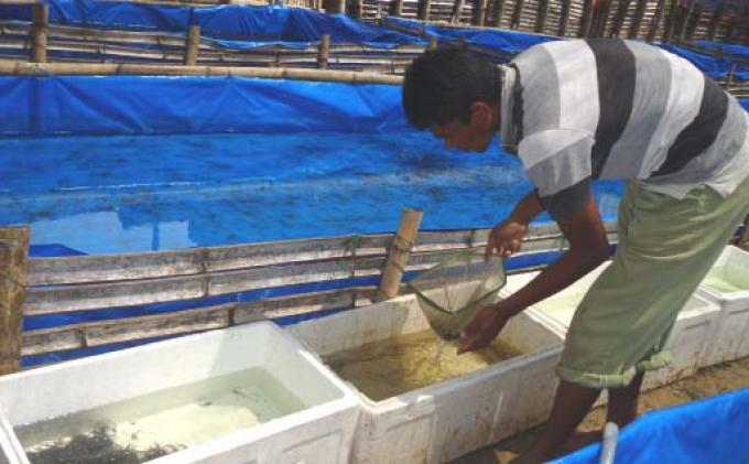Mengintip Pembibitan Ikan Lele - Serambinews.com