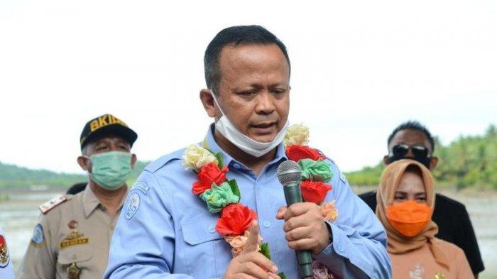 Polemik Perusahaan Kader Gerindra di Pusaran Ekspor Benih Lobster, Edhy Prabowo Bantah Terlibat ...