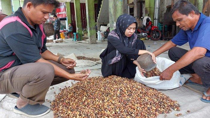 Harga Biji Melinjo Mulai Turun di Pidie - Serambinews.com