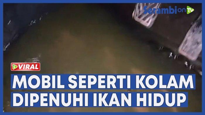 VIDEO Viral Mobil Seperti Kolam Dipenuhi Ikan Hidup, Ternyata Plastik ...