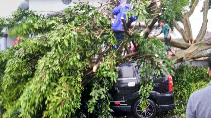 BREAKING NEWS: Pohon Besar Tumbang di Bener Meriah, Tiga Mobil Tertimpa - Serambinews.com