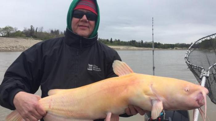 Nelayan Ini Tangkap Ikan Lele Albino Sepanjang 1 Meter - Serambinews.com