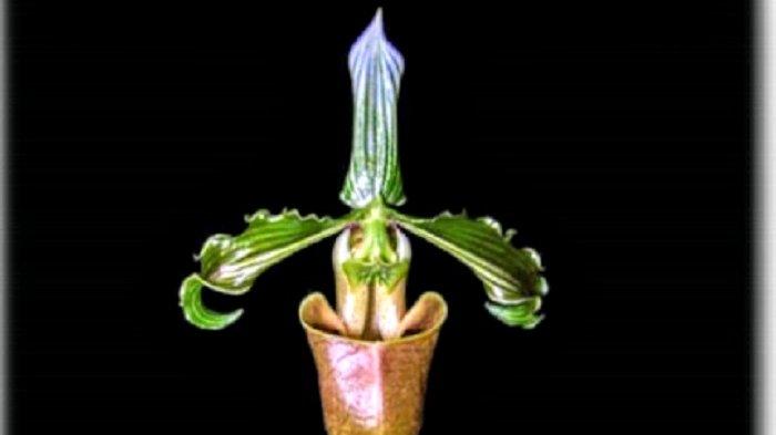 Setelah Bur Telege, Kini Hadir Objek Wisata "Bur Mulo Forest Park" di ...