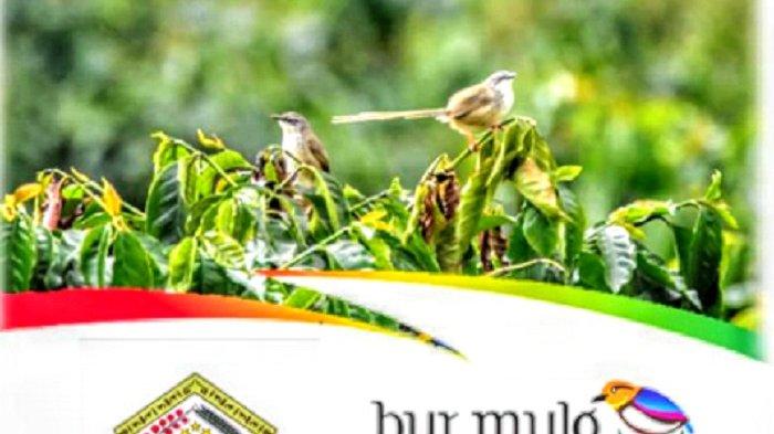 Setelah Bur Telege, Kini Hadir Objek Wisata "Bur Mulo Forest Park" di ...