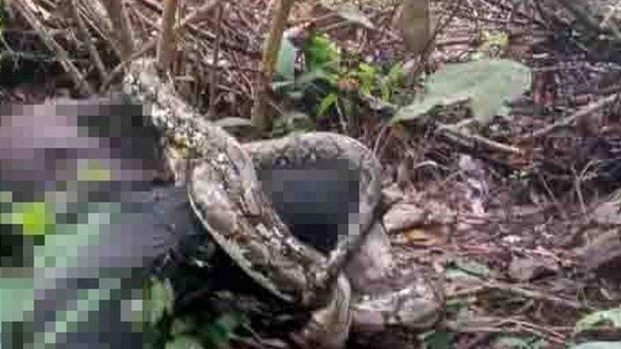 Orang Rimba Tewas Digigit Ular di Tengah Hutan, Sempat Bertarung dengan ...