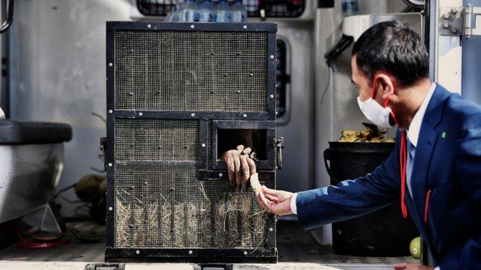 FOTO - Orangutan Ung Aing dan Natalee Dipulangkan ke Indonesia Setelah ...