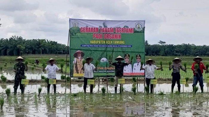 Aceh Tamiang Hidupkan Kembali Gerakan Tanam Padi Organik, Pemkab akan Beri Bantuan Pupuk ...