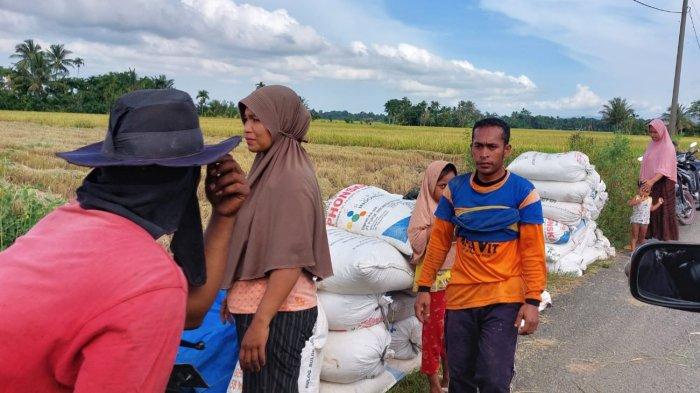 Tujuh Kecamatan di Pidie Jaya Panen Padi MT Gadu, Hasil Panen 7 Ton Per Hektare - Serambinews.com