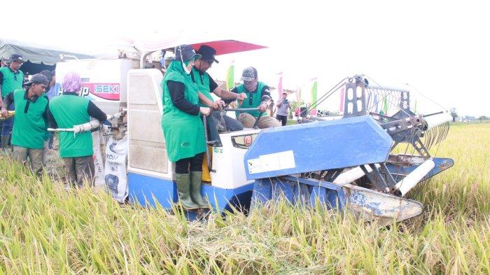 Tangse Kembangkan Puluhan Hektare Tanaman Padi Tanpa Pestisida - Serambinews.com