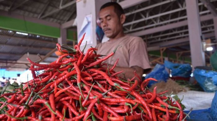 Harga Cabai Merah di Abdya Anjlok Hingga Rp 15.000/Kg - Serambinews.com