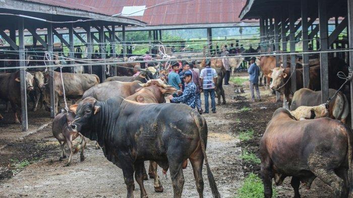 Jelang Meugang, Harga Sapi di Aceh Besar Capai Rp 60 Juta, Kambing ...
