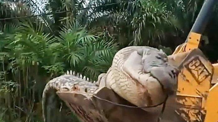 Cari Spot Mancing Lewat Google Map, Pegawai RRI Malah Temukan Buaya 15 ...