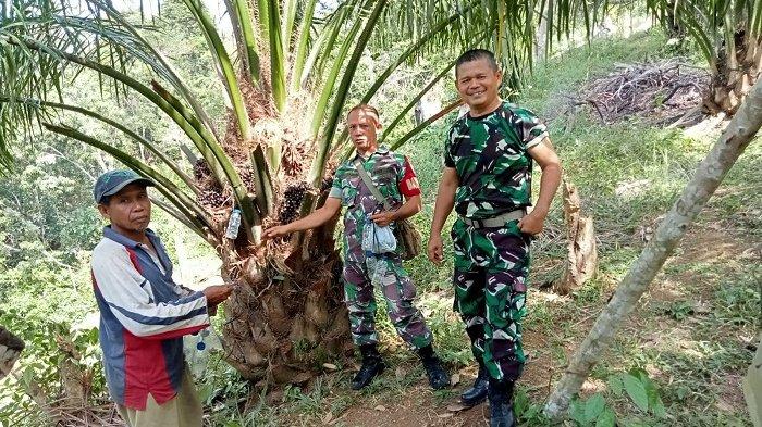 Koramil Tapaktuan Pasang Anti Hama Binatang di Kebun Warga ...